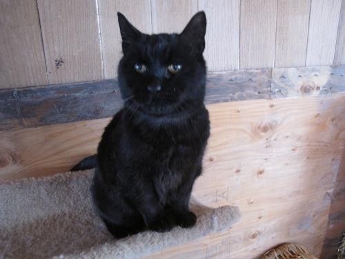 UVAR Pet of the Week: Chotch | News, Sports, Jobs - Daily Herald